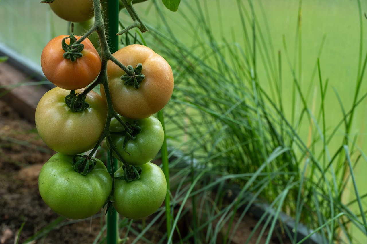 Comment fabriquer un toit pour vos tomates : guide étape par étape - Ct ...